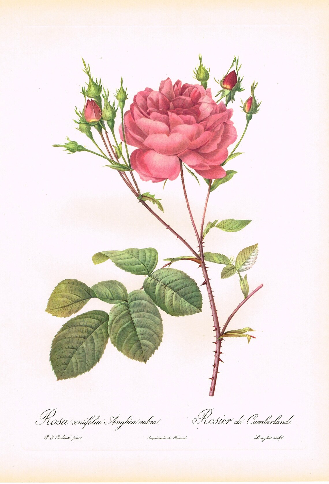 Antique Vintage 1950s Pierre Joseph Redoute Roses Book - Etsy