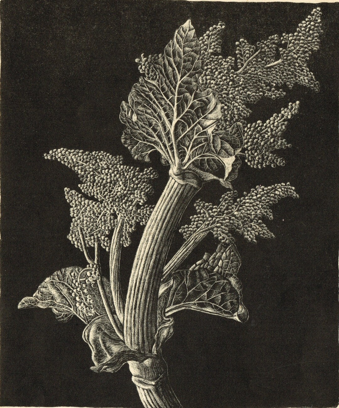 Vintage 1950s Monotone Lithograph Print of a Flower by Jitka Kolínská ...