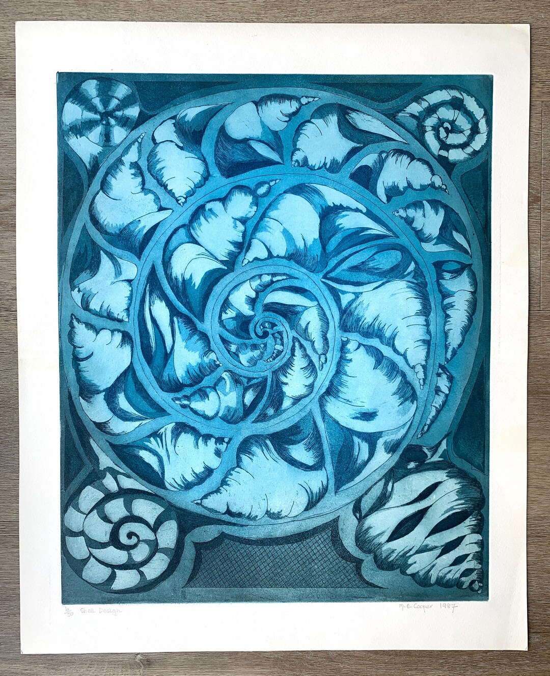 Very Large Vintage Hand Pulled Etching of Shells by Maureen E Cooper - Etsy