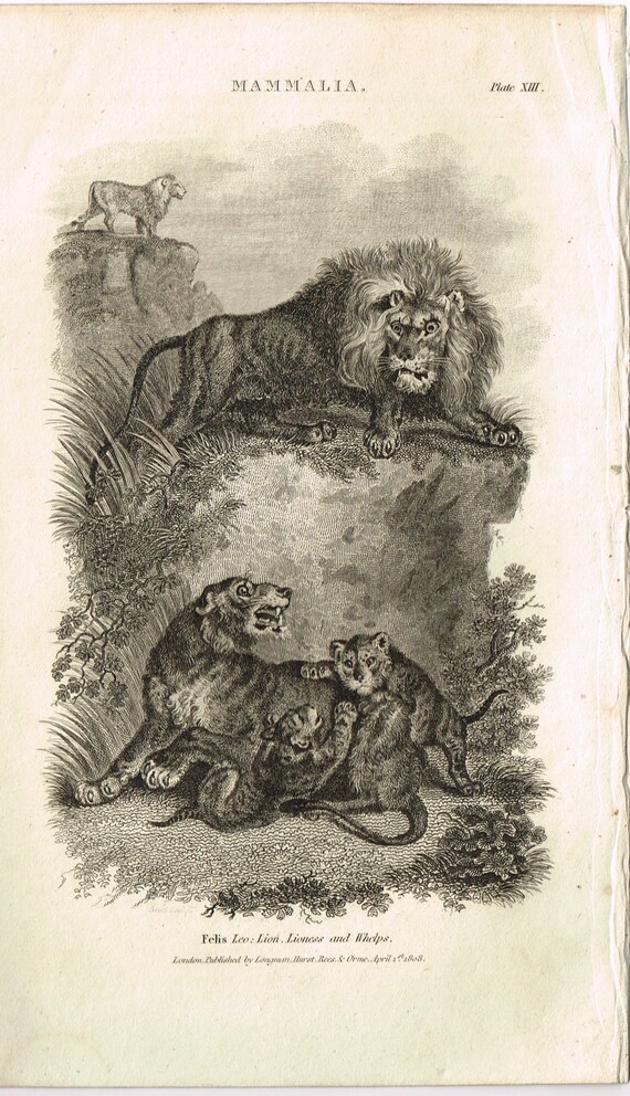 Mammalia etching engraving print Antique vintage Georgian book plate ...