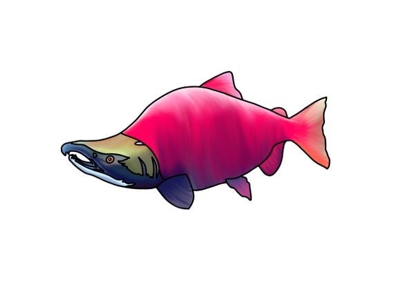 SALMON FISH STICKER Pink Fish Sticker Cute Alaskan Salmon - Etsy