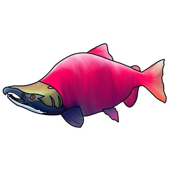 Cute Salmon Stickers - Etsy