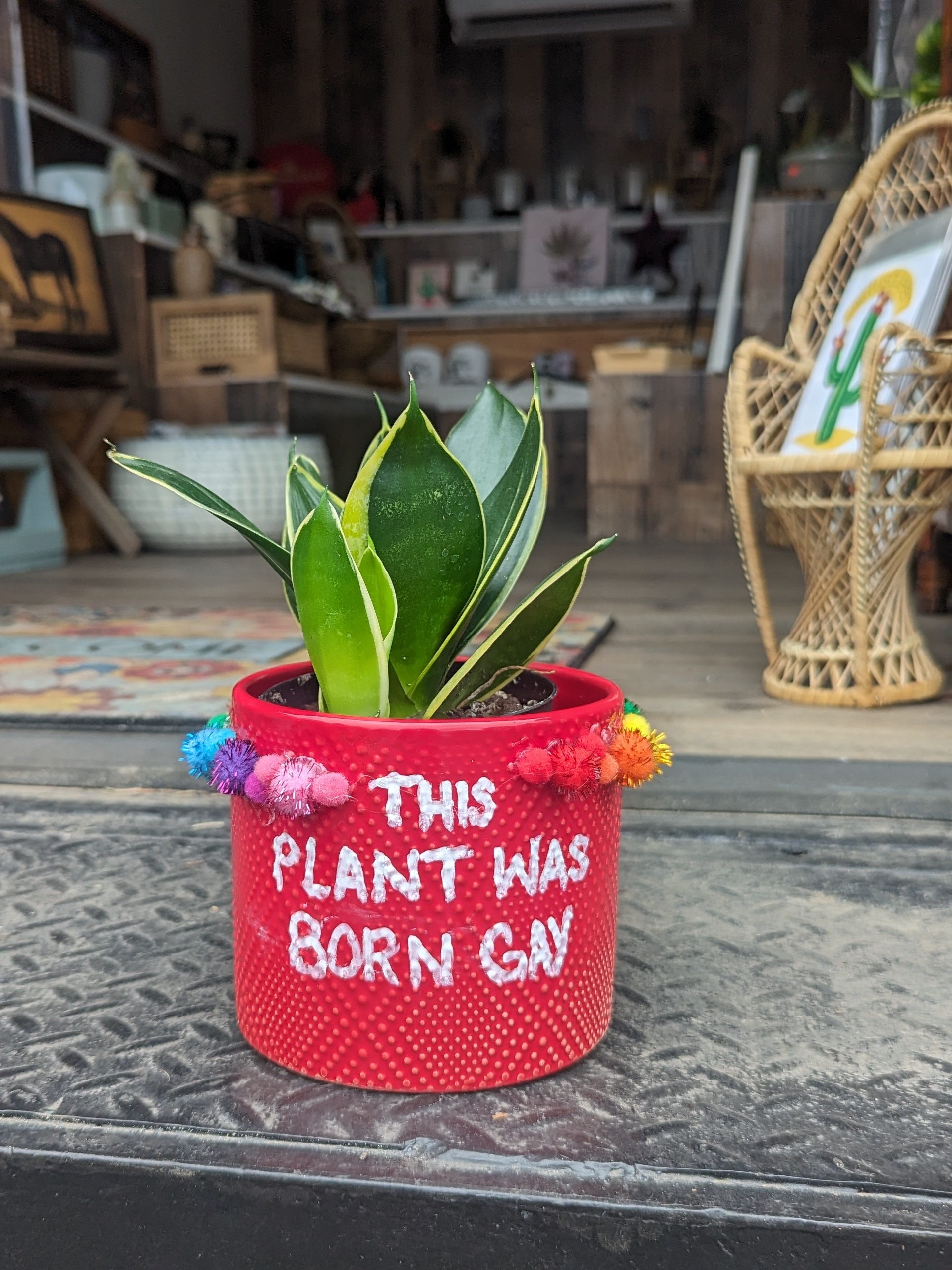 Pride Art for Gay Plants - LGBTQ Rainbow Pompom "this Plant Was Born ...