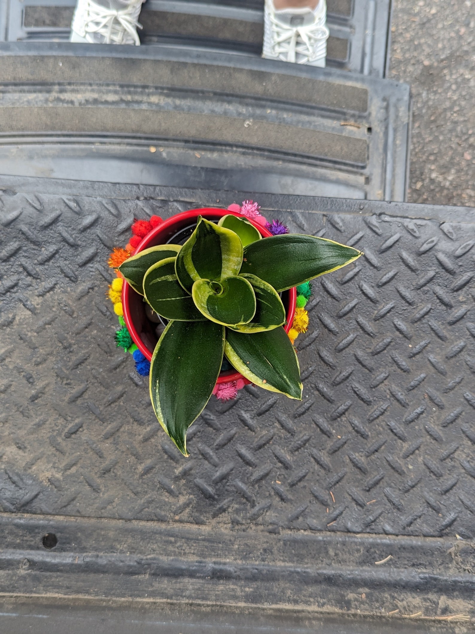 Pride Art for Gay Plants - LGBTQ Rainbow Pompom "this Plant Was Born ...