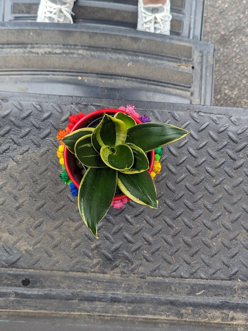 Pride Art for Gay Plants - LGBTQ Rainbow Pompom "this Plant Was Born ...