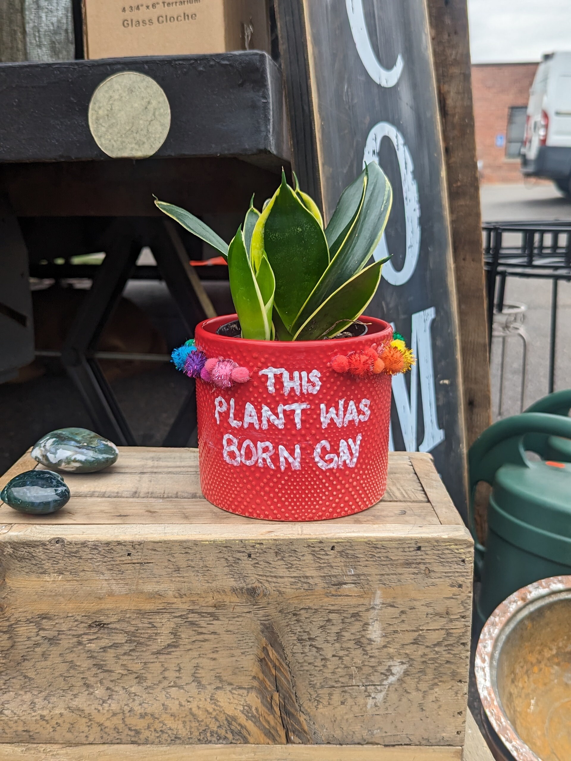 Pride Art for Gay Plants LGBTQ Rainbow Pompom this Plant Was Born Gay ...