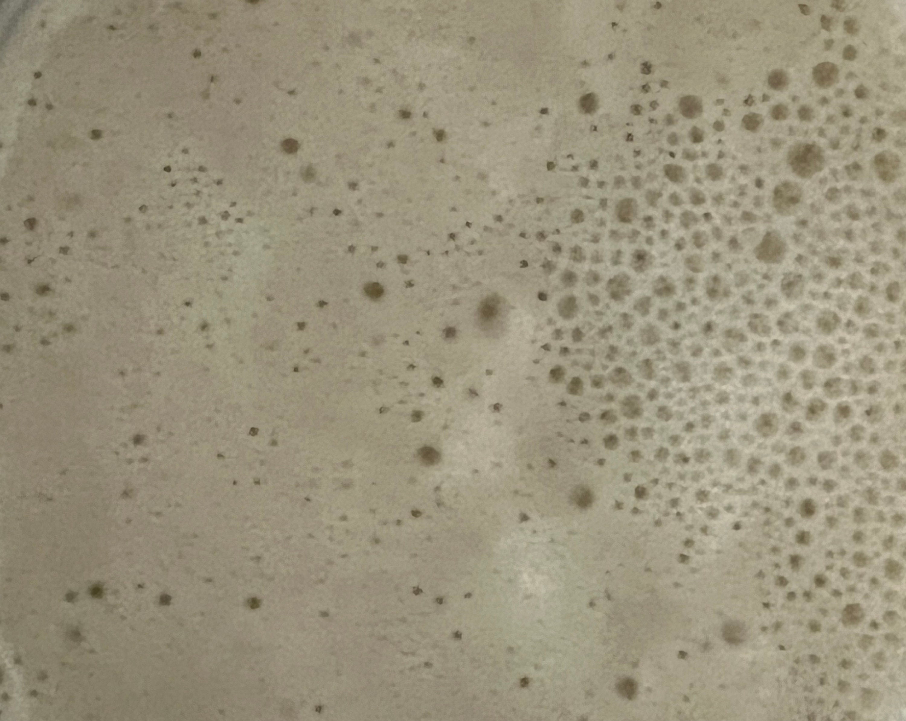 Aged Sourdough Starter: 128 Year Old, Organic Flour Fed - Etsy