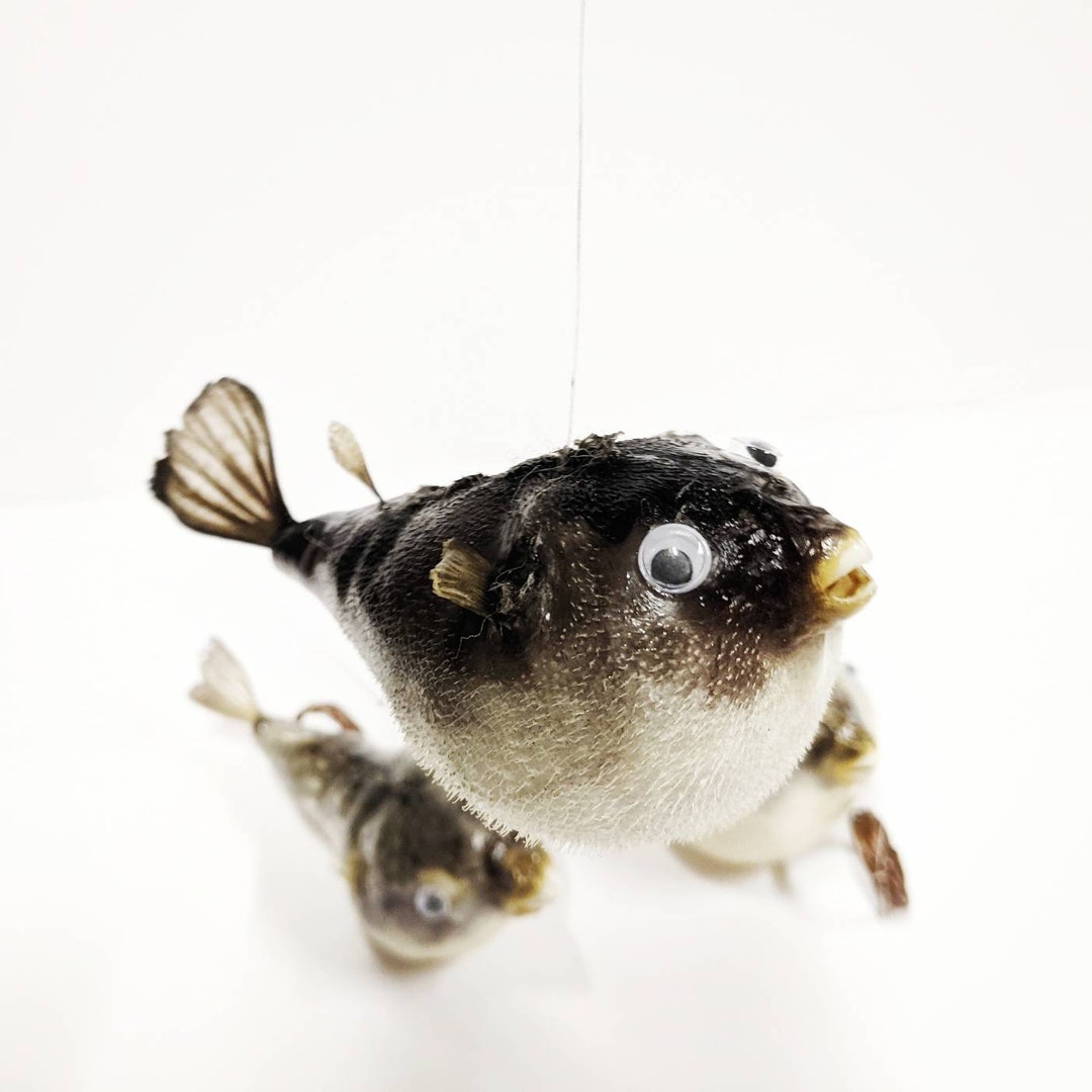 Real Preserved Fish, Puffer Fish, Puffer Fish, Taxidermy Fish, Dried ...