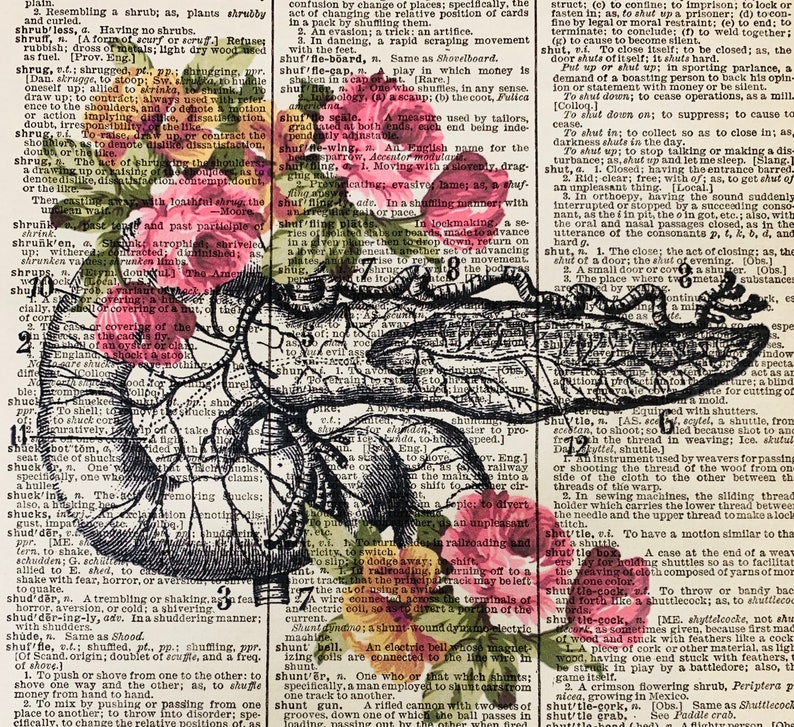 Anatomical Pancreas, Vintage Pancreas Organ Book Print, Anatomy Print ...