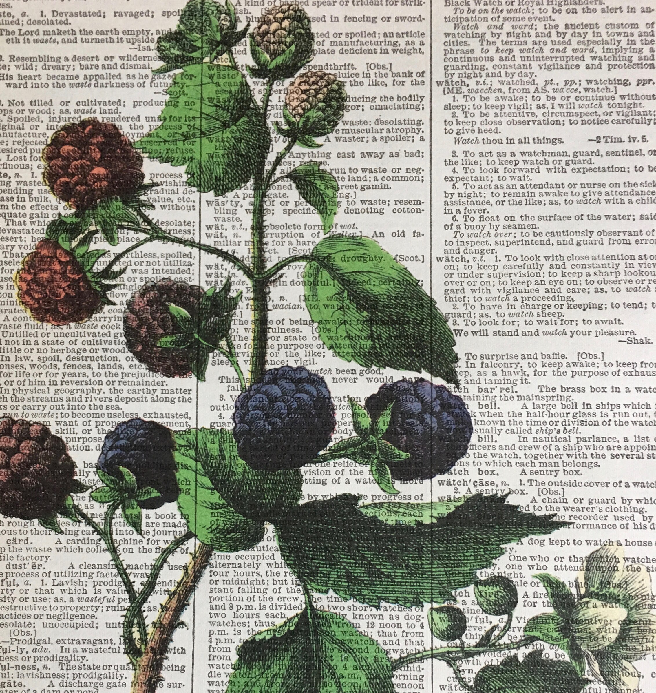 Berries, Vintage Berry Print, Vintage Fruit, Blackberry, Wild Berries ...