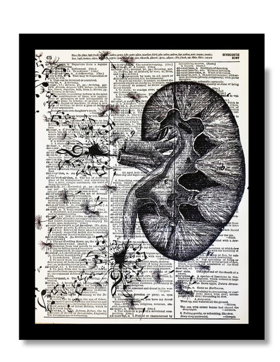Anatomical Print Kidney Art Print Medical Art Kidney - Etsy