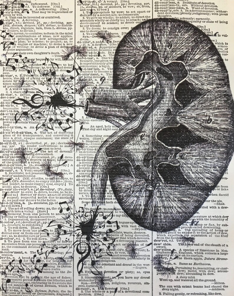 Anatomical Print Kidney Art Print Medical Art Kidney - Etsy