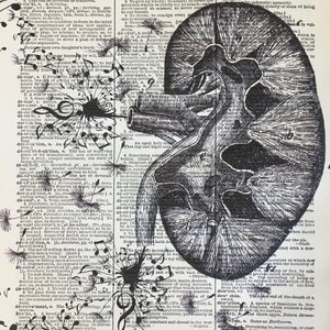 Anatomical Print, Kidney Art Print, Medical Art Kidney, Anatomical Wall ...