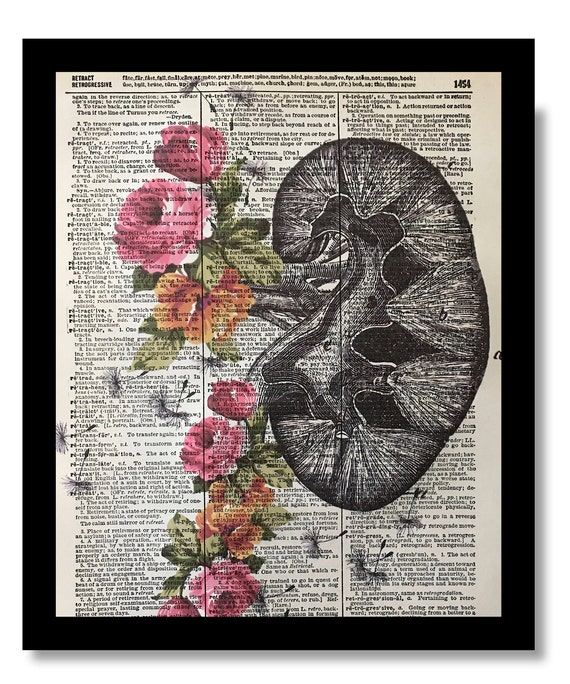Anatomical Kidney Kidney Flower Print Medical Art Size 8x10 | Etsy