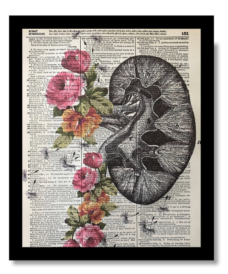 Anatomical Kidney Kidney Flower Print Medical Art Size 8x10 - Etsy