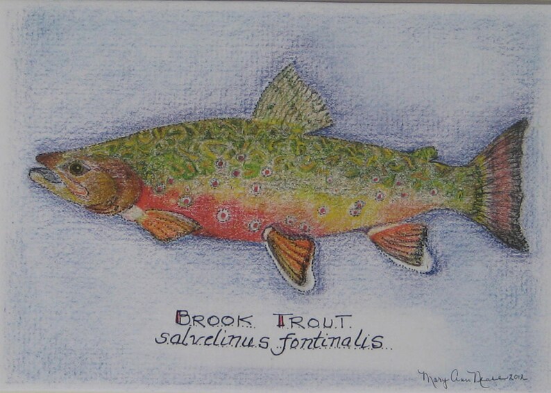 Brook Trout Fish / Pencil Drawing / Fish Lover / Original Art Print ...