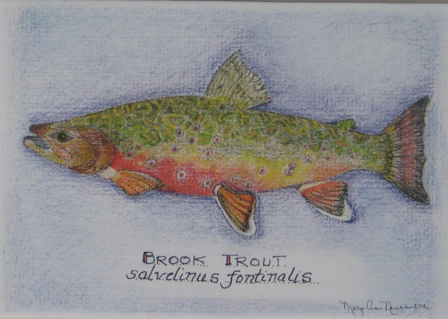Brook Trout Fish / Pencil Drawing / Fish Lover / Original Art Print ...