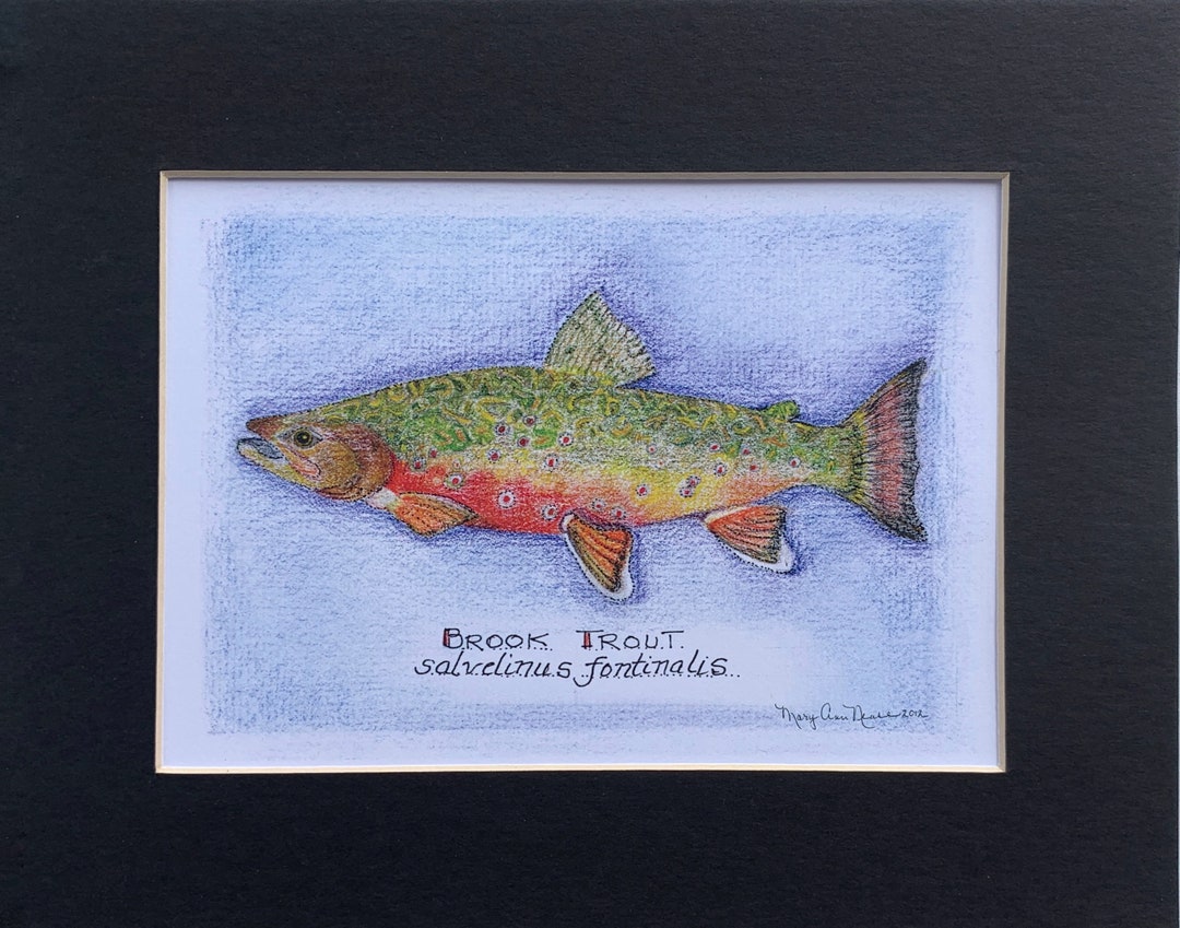 Brook Trout Fish / Pencil Drawing / Fish Lover / Original Art Print ...