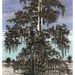 Collection of Prints of My Original Artwork of Cajun Louisiana Themed ...