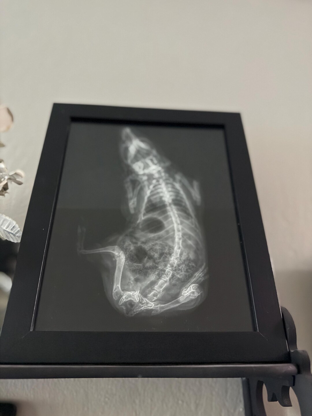 Framed Real Guinea Pig X-ray | Gothic Oddities Home Décor | Elegant ...