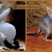 PDF Australian Bilby Felt Animal Pattern: Template and Instructions ...