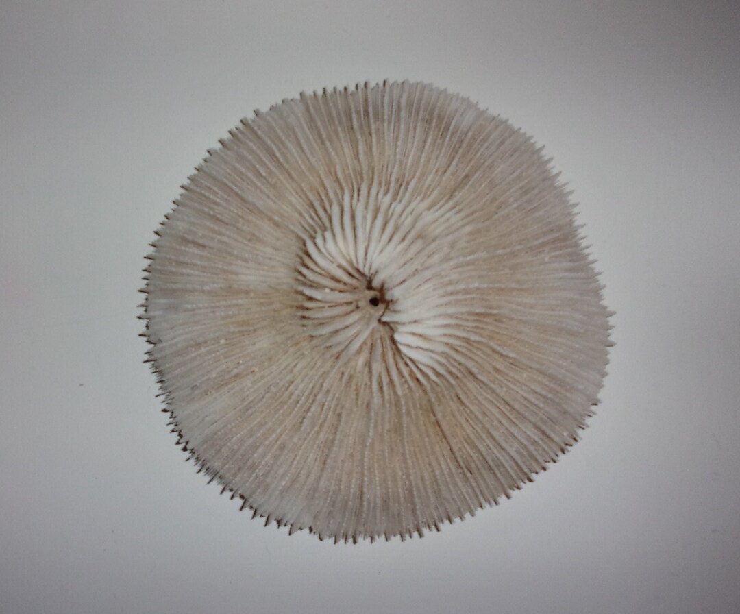 Rare Coral Specimen, Mushroom Razor Coral, Mushroom Corals, Found 1960s ...