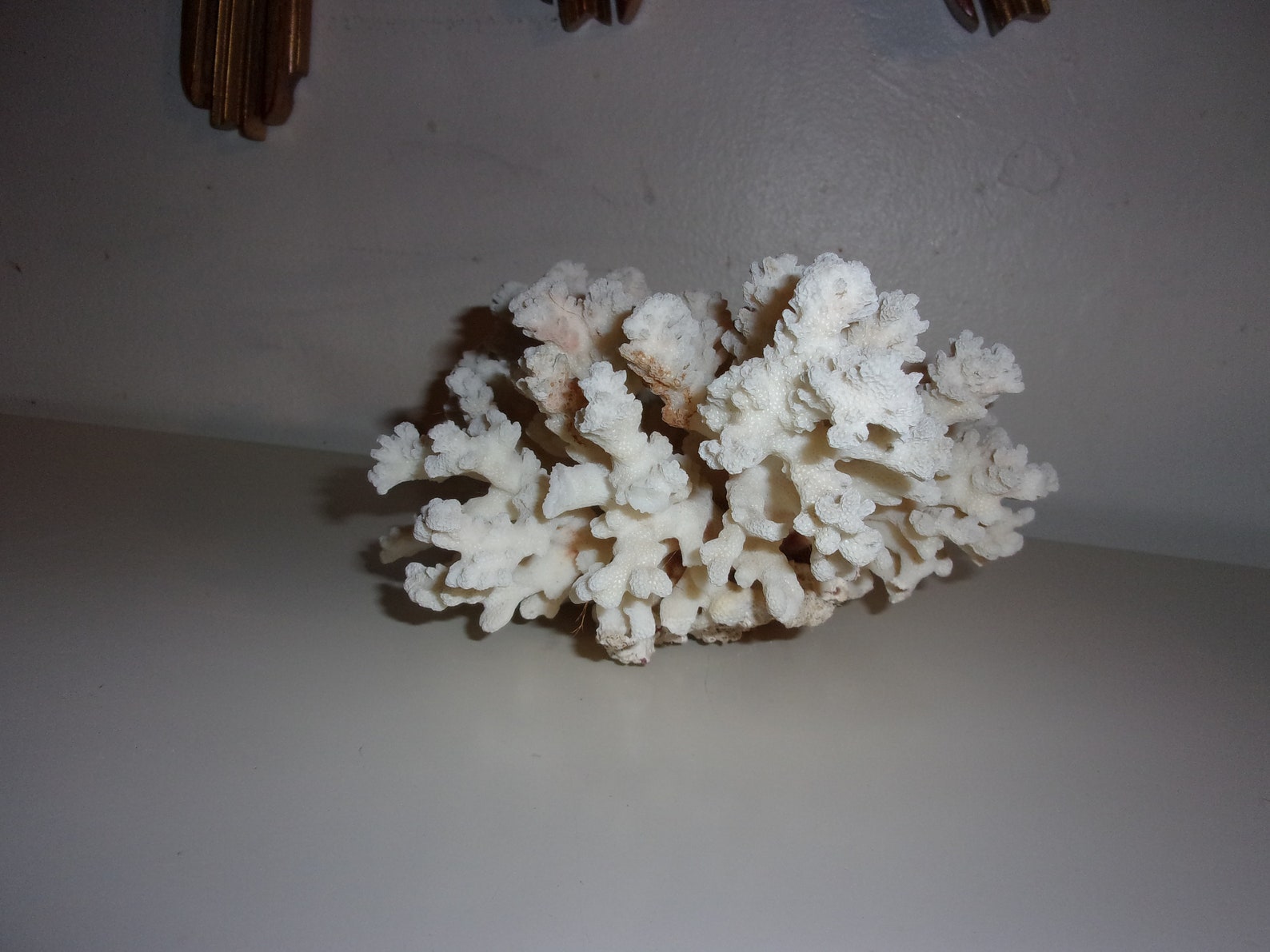 Cauliflower Hard Coral or Branch Coral Aka Club Tip Finger Coral ...