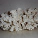 Cauliflower Hard Coral or Branch Coral Aka Club Tip Finger Coral ...