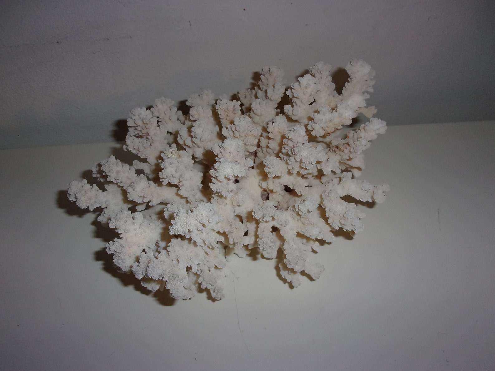 Cauliflower Hard Coral or Branch Coral Aka Club Tip Finger Coral ...