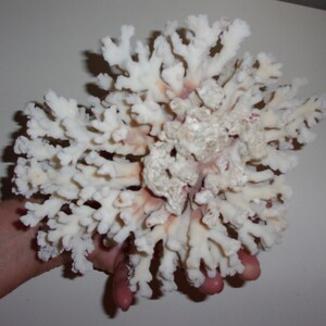 Cauliflower Hard Coral or Branch Coral Aka Club Tip Finger Coral ...