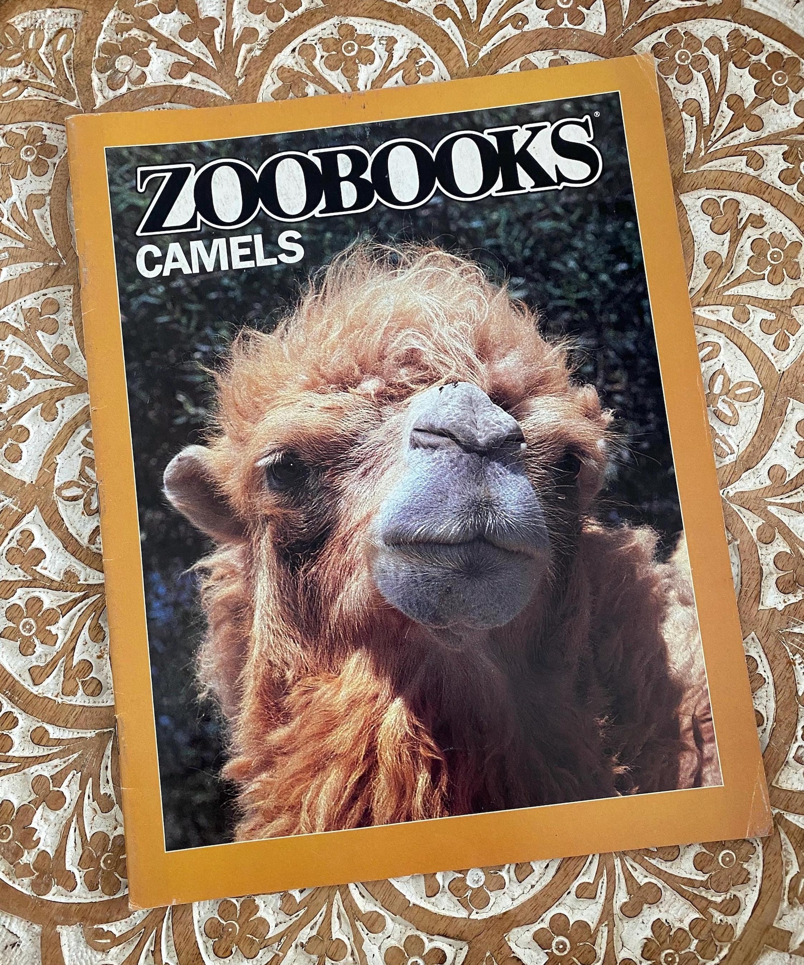 1989 Vintage Zoobooks Camels Kids Animal Magazine Book 1980s - Etsy