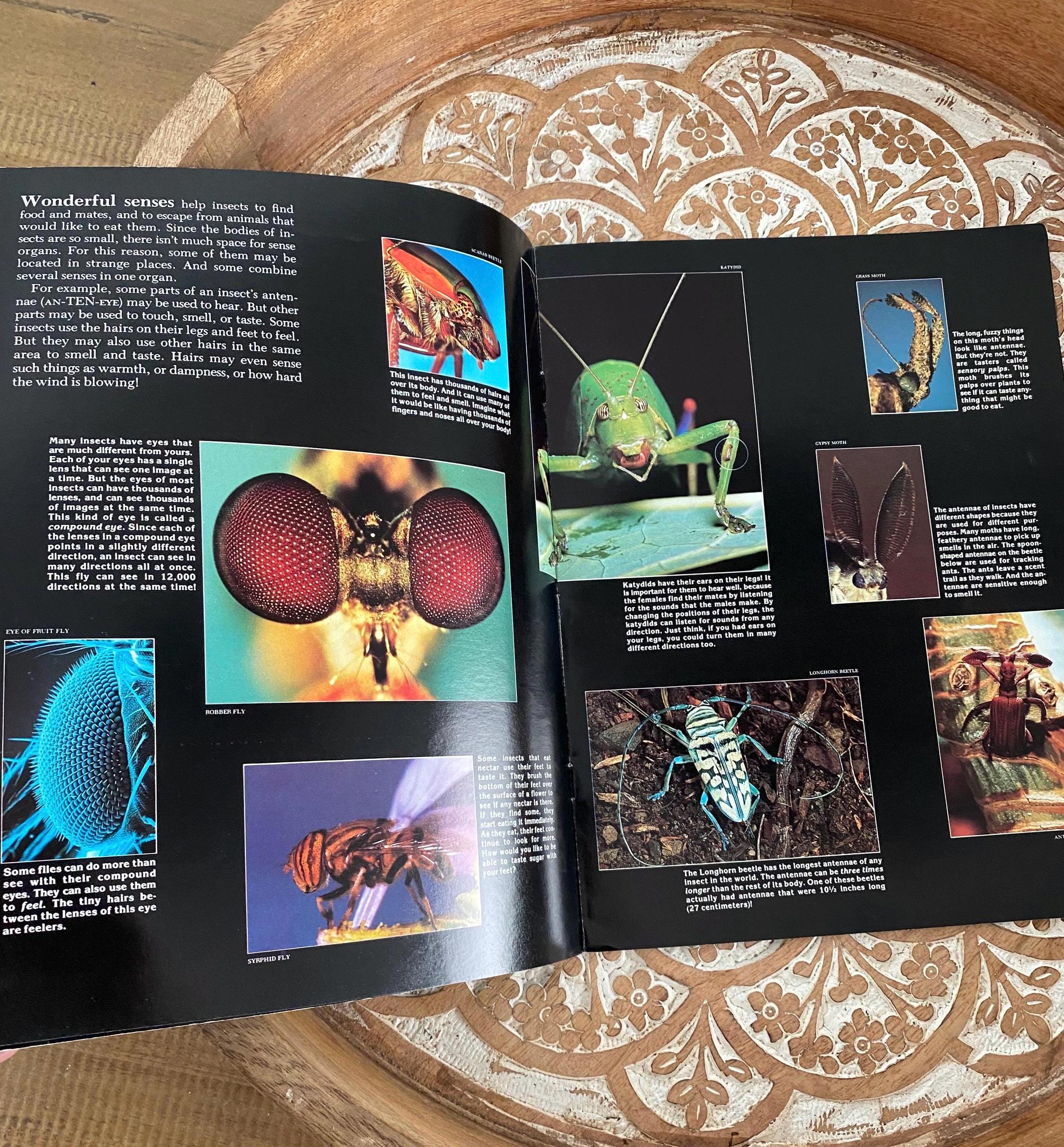 1989 Vintage Zoobooks Insects Kids Animal Magazine Book 1980s - Etsy