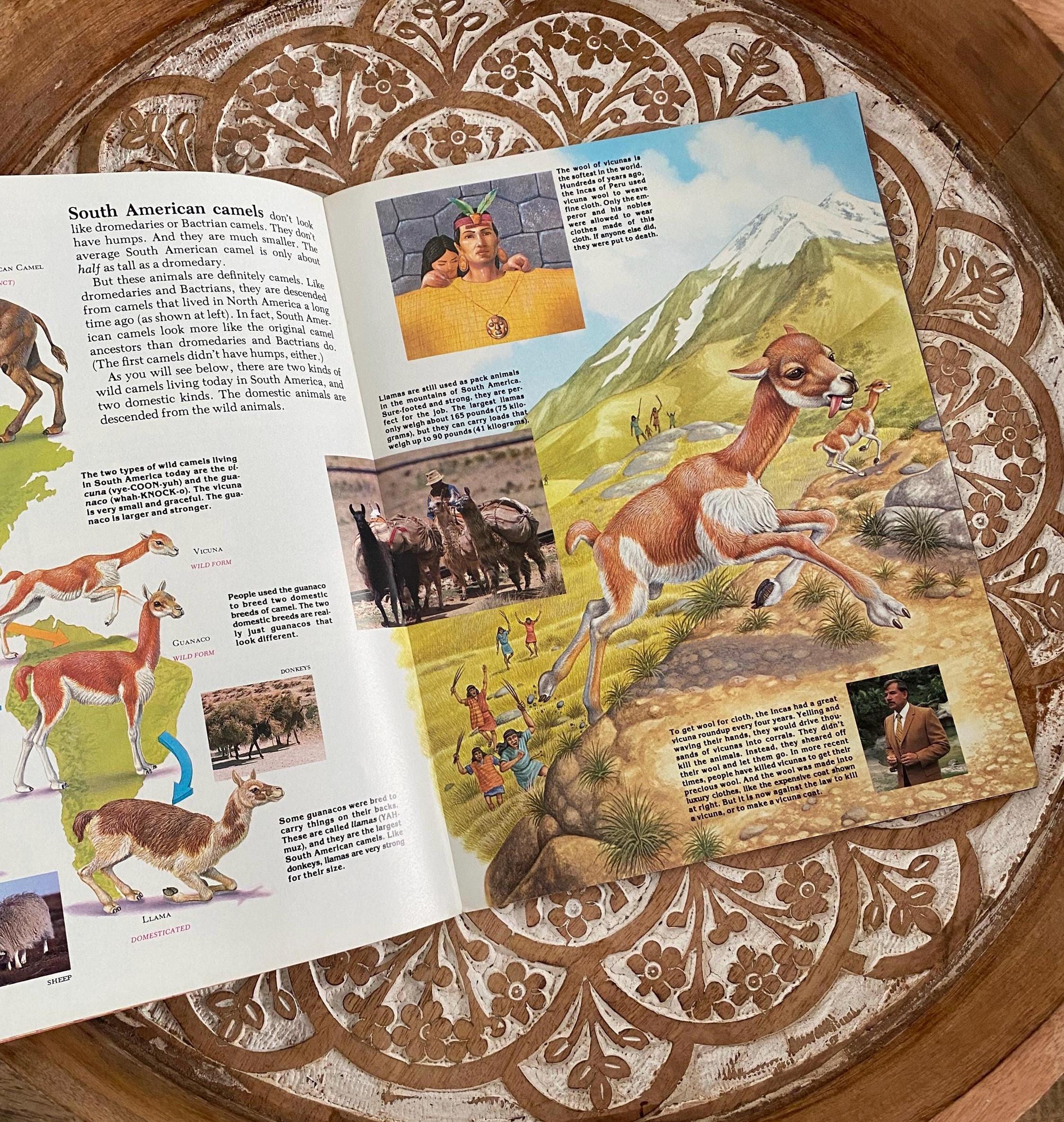 1989 Vintage Zoobooks Camels Kids Animal Magazine Book 1980s - Etsy