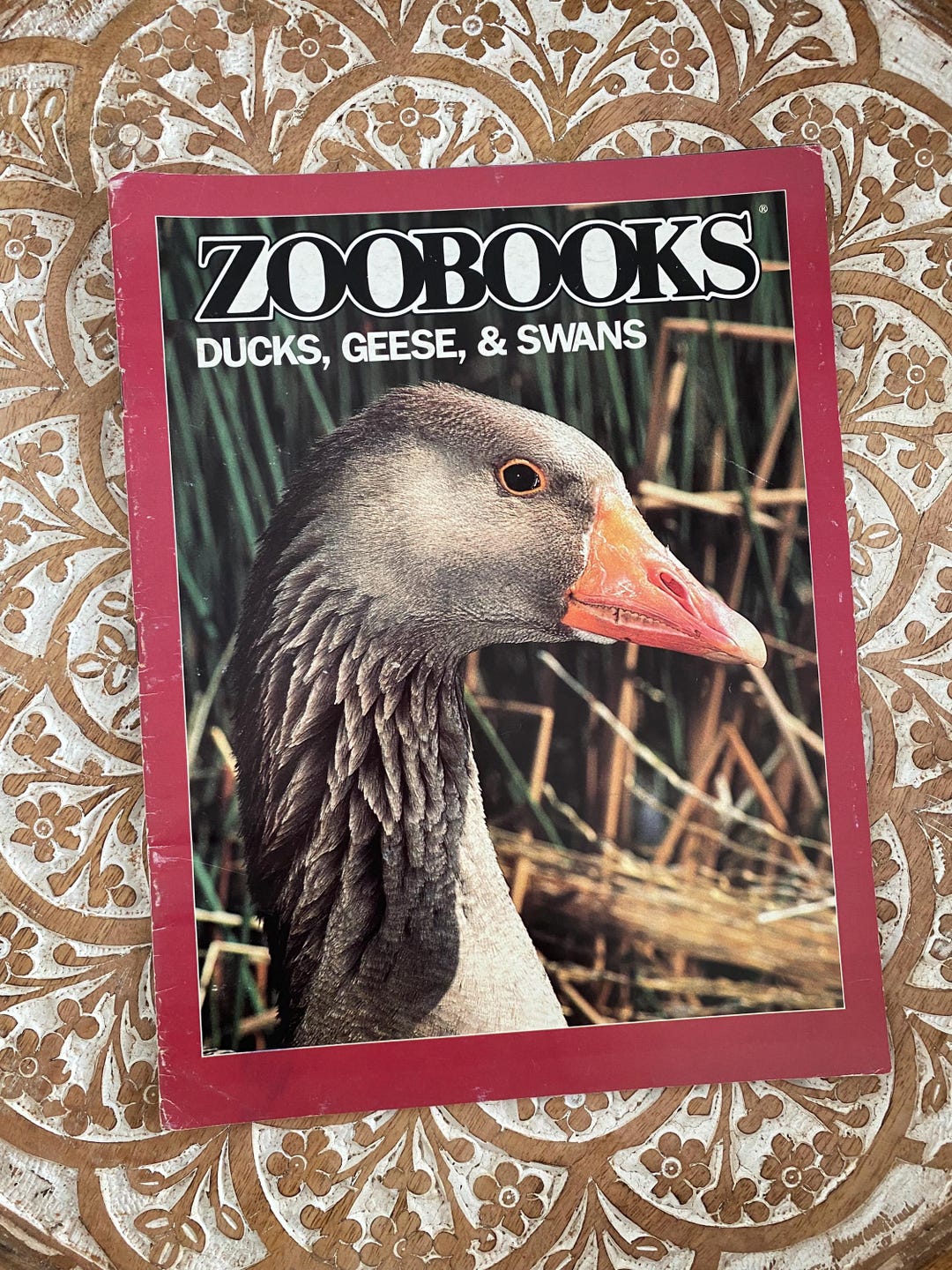1989 Vintage Zoobooks Ducks Geese and Swans Kids Animal Magazine Book ...