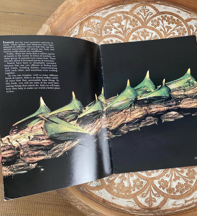 1989 Vintage Zoobooks Insects Kids Animal Magazine Book 1980s - Etsy