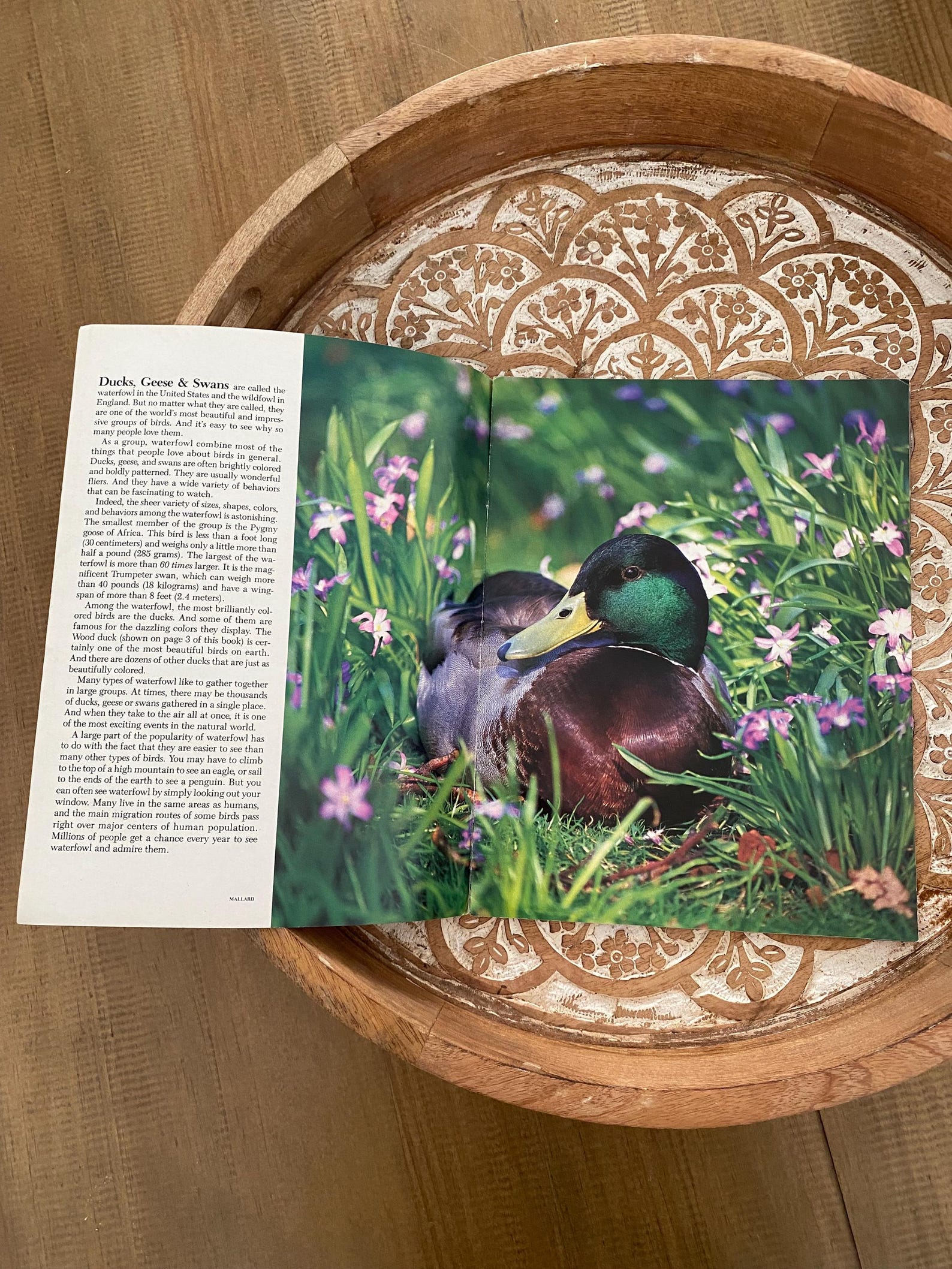 1989 Vintage Zoobooks Ducks Geese and Swans Kids Animal Magazine Book ...