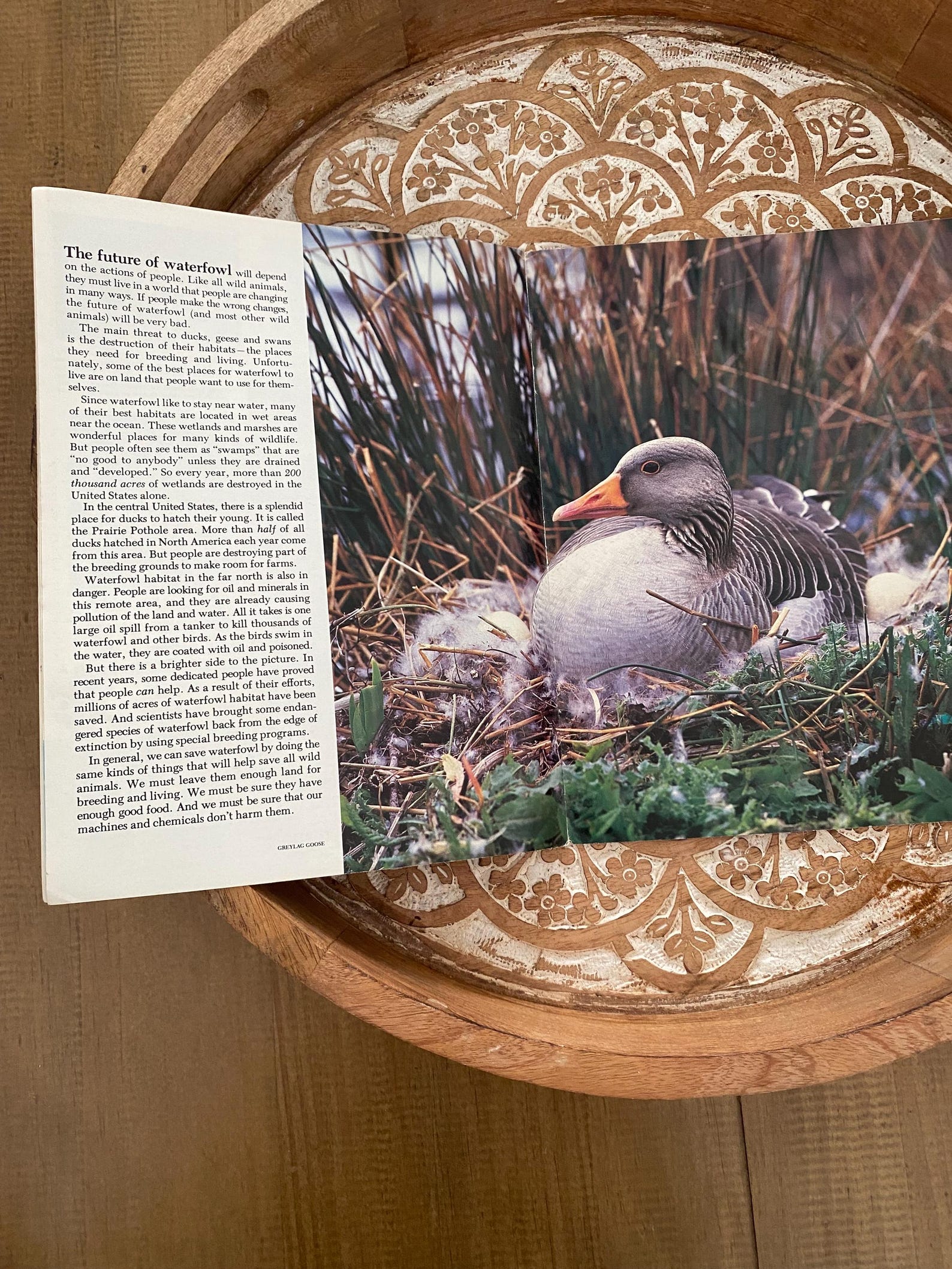 1989 Vintage Zoobooks Ducks Geese and Swans Kids Animal Magazine Book ...