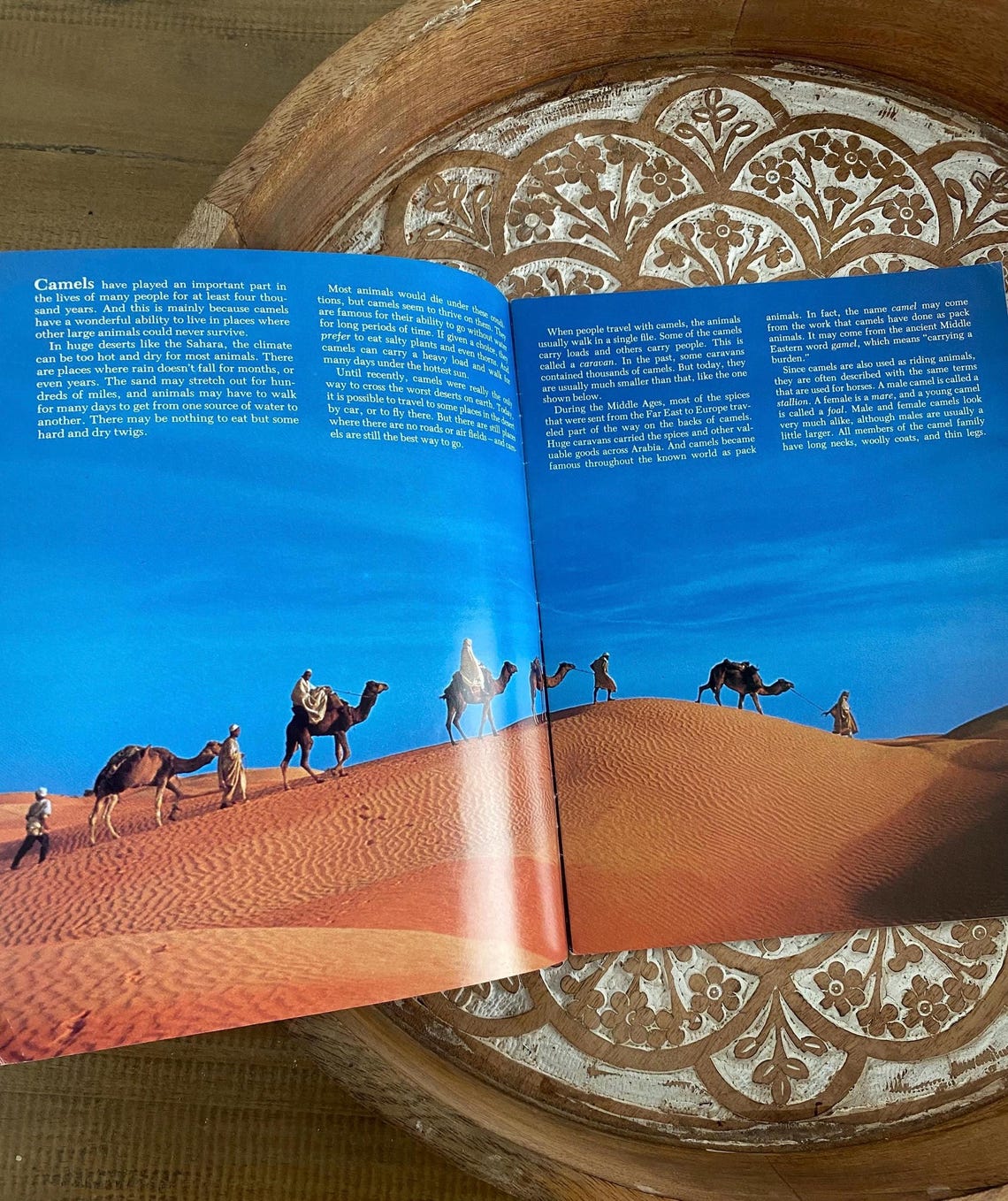 1989 Vintage Zoobooks Camels Kids Animal Magazine Book 1980s - Etsy