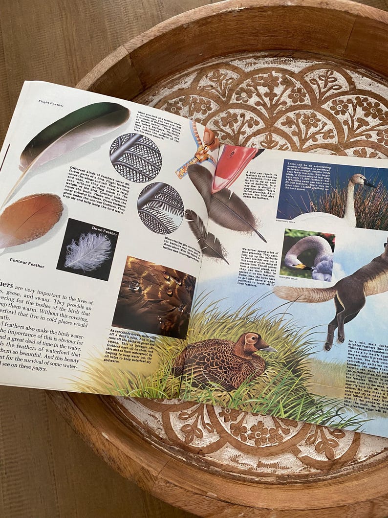 1989 Vintage Zoobooks Ducks Geese and Swans Kids Animal Magazine Book ...