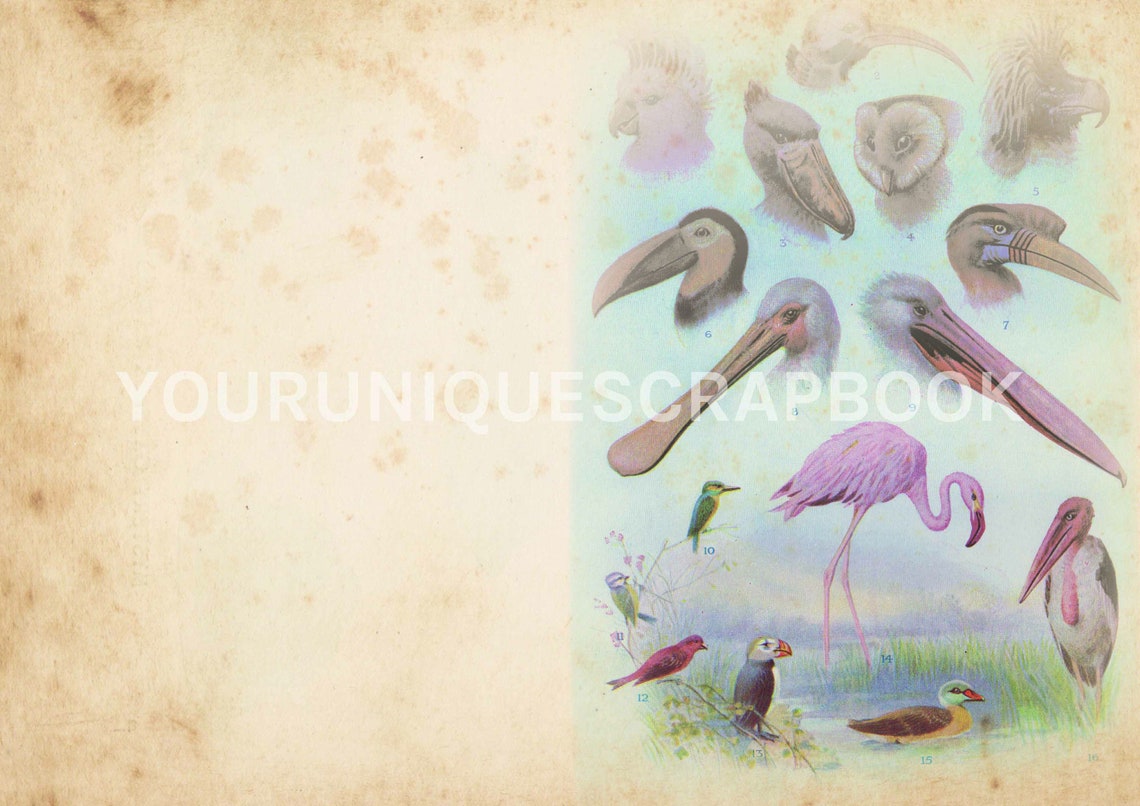 Bird Themed Paper 10 Sheets Scrapbooking Journal Paper - Etsy