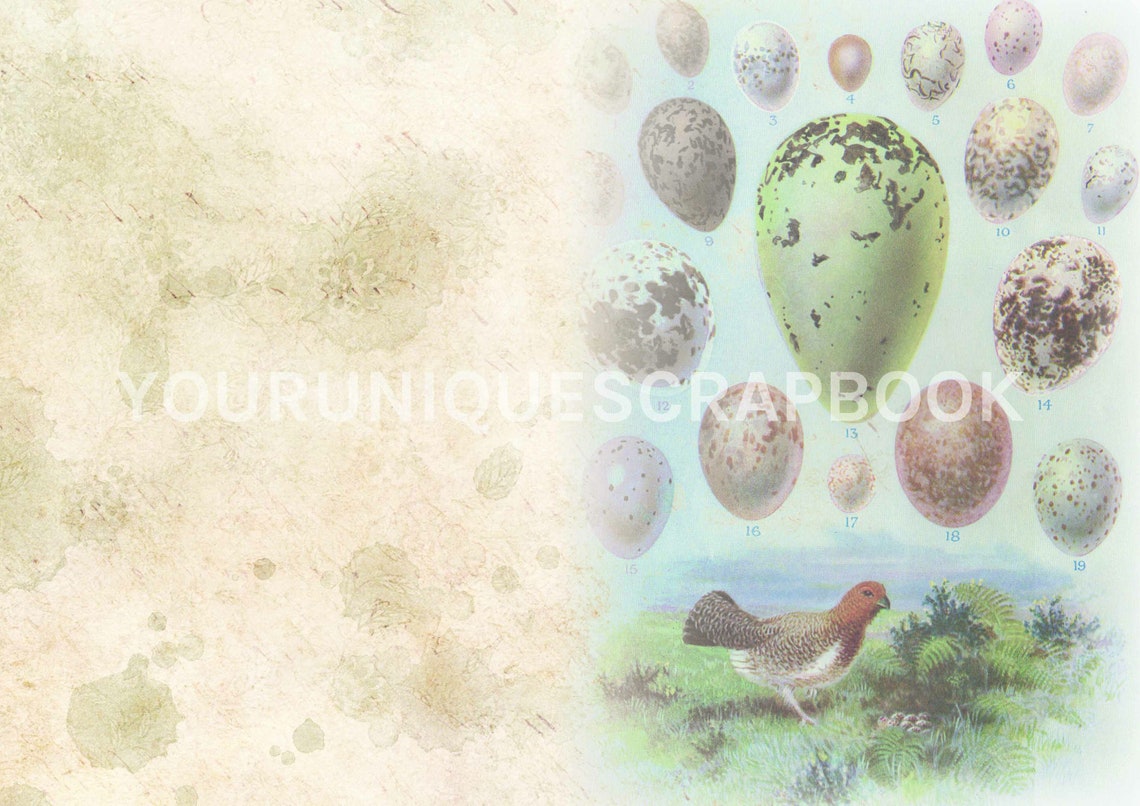 Bird Themed Paper 10 Sheets Scrapbooking Journal Paper - Etsy