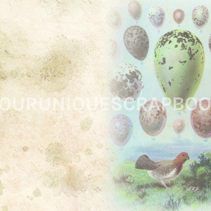 Bird Themed Paper - 10 Sheets - Scrapbooking Journal Paper - Digital ...