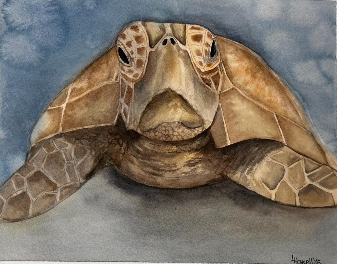 Turtle Art, Sea Turtle, Ocean, Gulf, Beach,watercolor,art,sea Life,sea ...