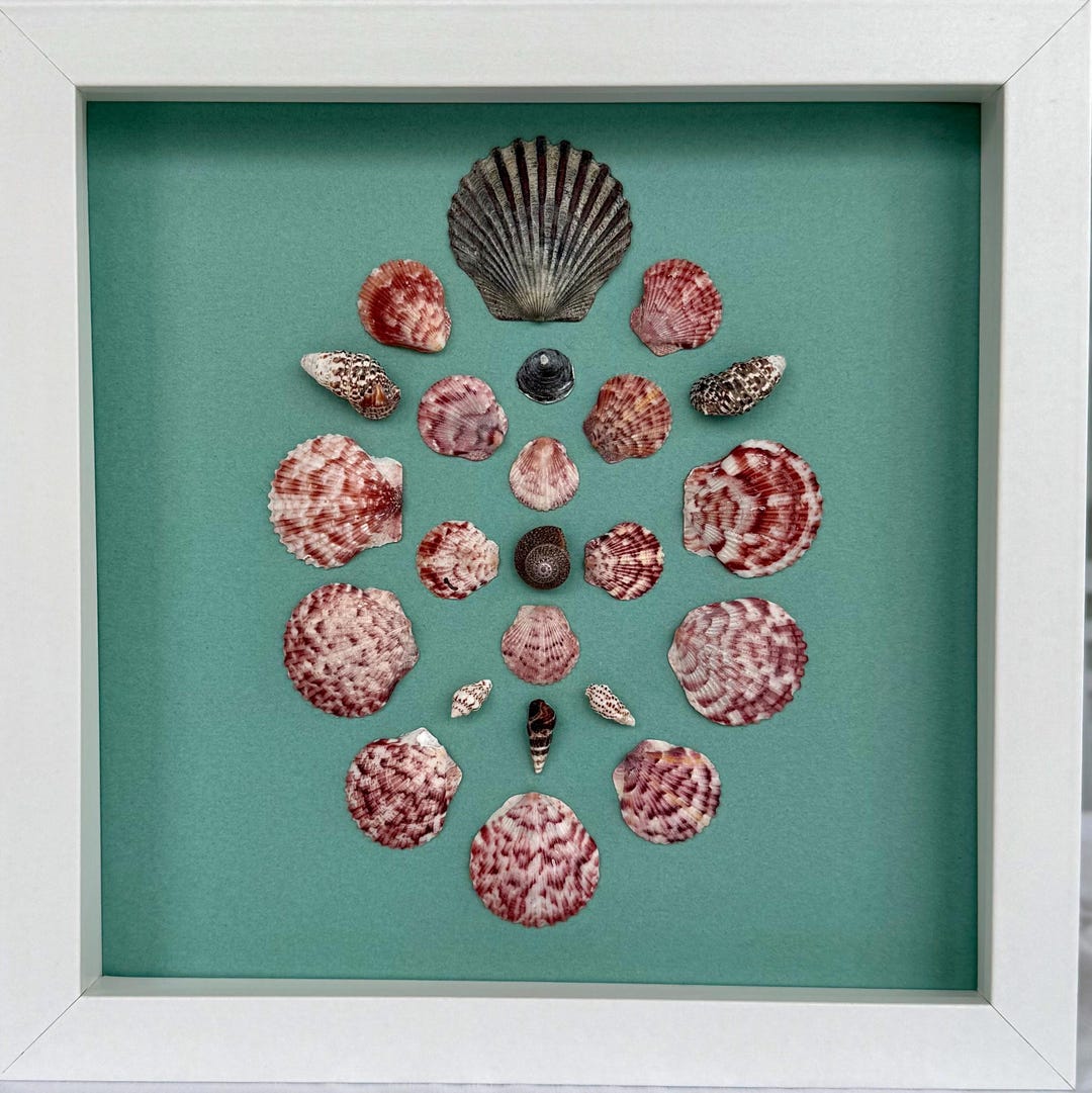 Shell Art Collage Framed on Paper - Etsy