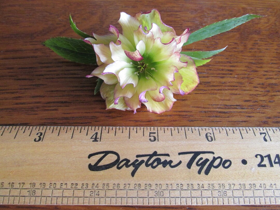 Vintage Wooden Dayton Typo Ruler Dayton Ohio Advertising Typographers ...