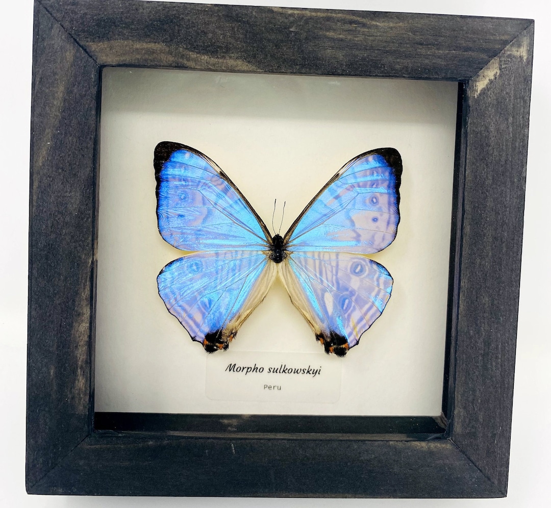 Real Morpho Sulkowskyi Specimen in Museum-grade Frame Ethically Sourced ...