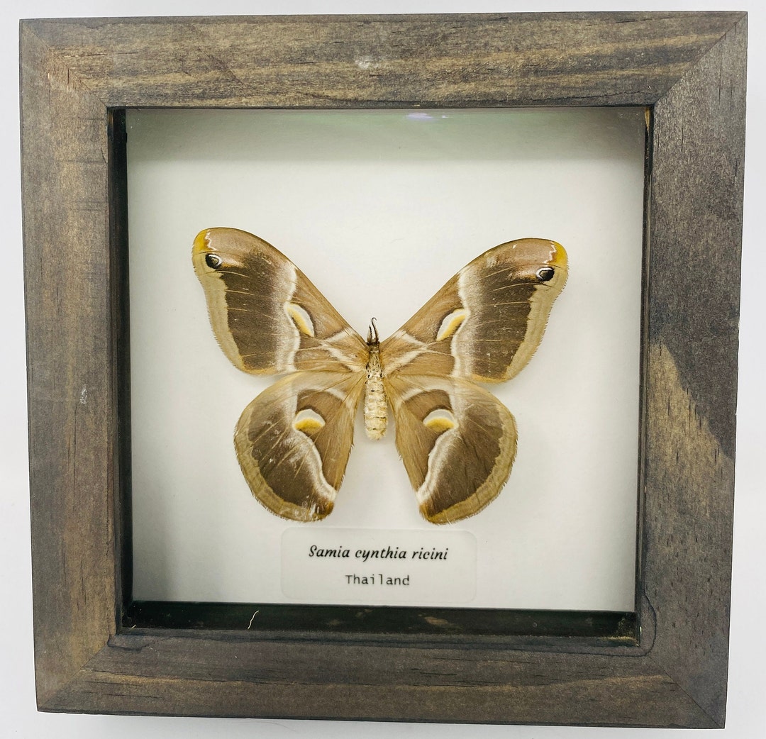 Real Framed Thai Silk Moth Specimen Museum-grade Frame Ethically ...