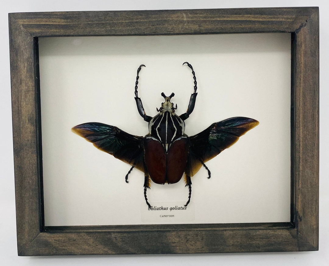 Real Framed Goliath Beetle in Museum-grade Frame Ethically Sourced From ...