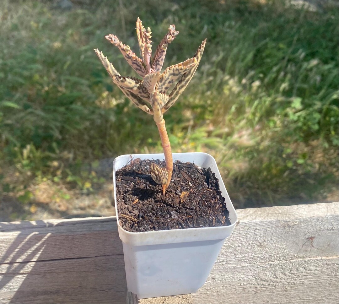 Kalanchoe Alligator Mother of Millions-mother of Thousands Rooted ...