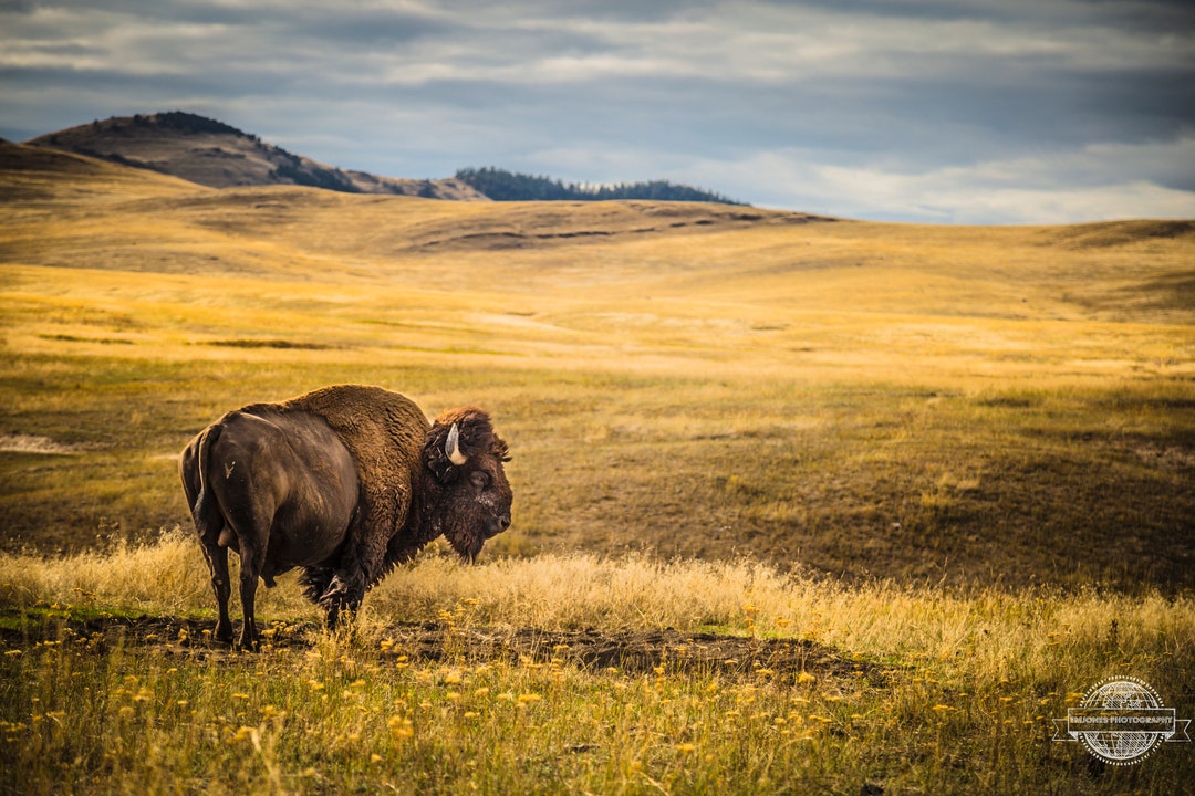 American Bison at the National Bison Range Refuge Complex - Etsy